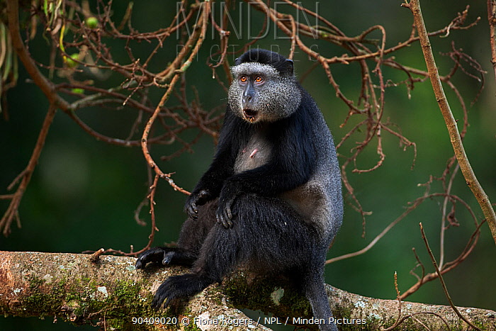 Macaco-de-Diadema ou Macaco-Azul: Características e Fotos | Mundo Ecologia