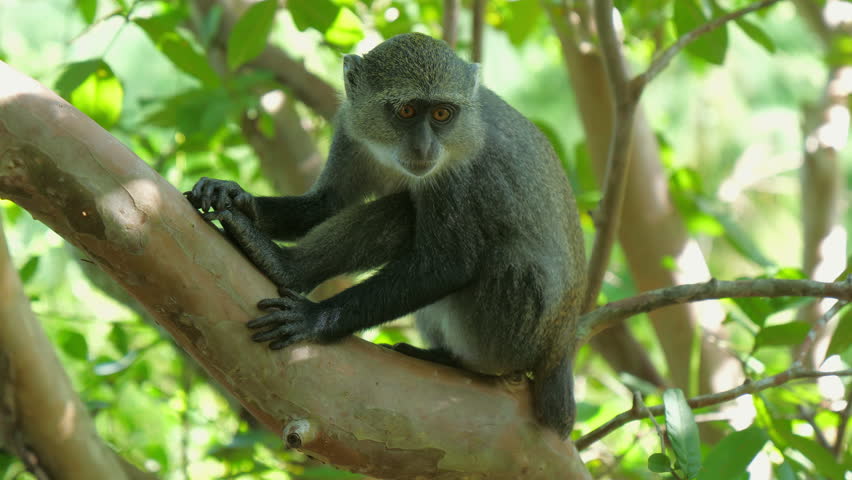 Macaco-de-Diadema ou Macaco-Azul: Características e Fotos | Mundo Ecologia