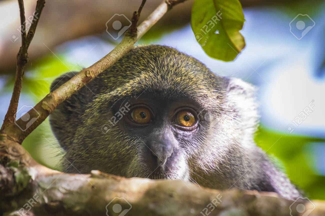 Macaco-de-Diadema ou Macaco-Azul: Características e Fotos | Mundo Ecologia