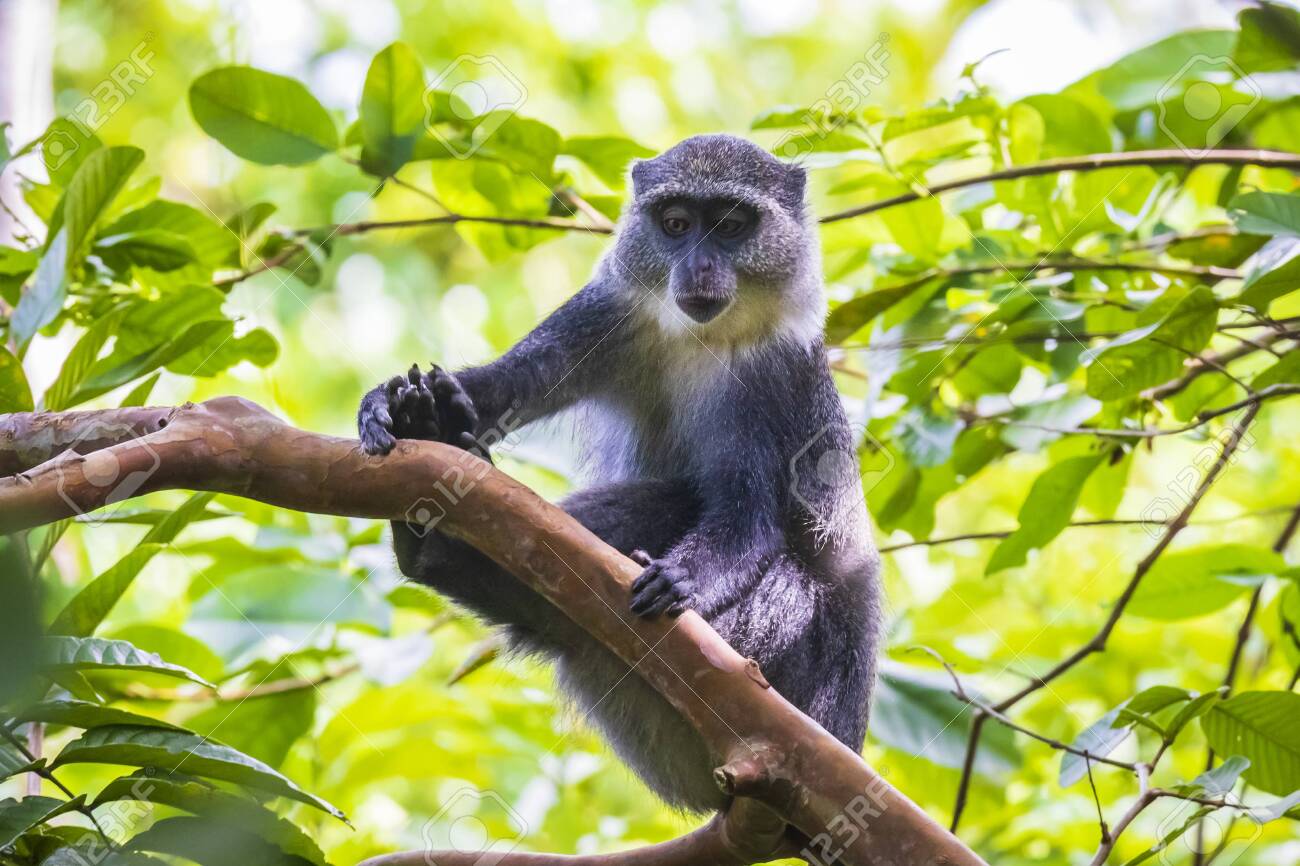 Macaco-de-Diadema ou Macaco-Azul: Características e Fotos | Mundo Ecologia