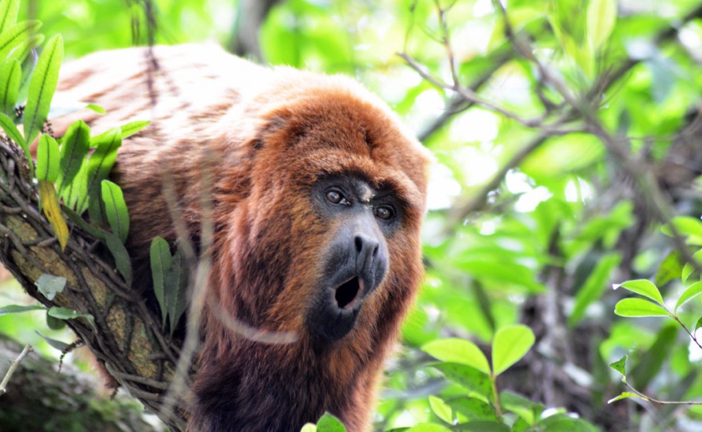 Bugio-Ruivo: Características, Nome Científico, Habitat e Fotos – Mundo ...