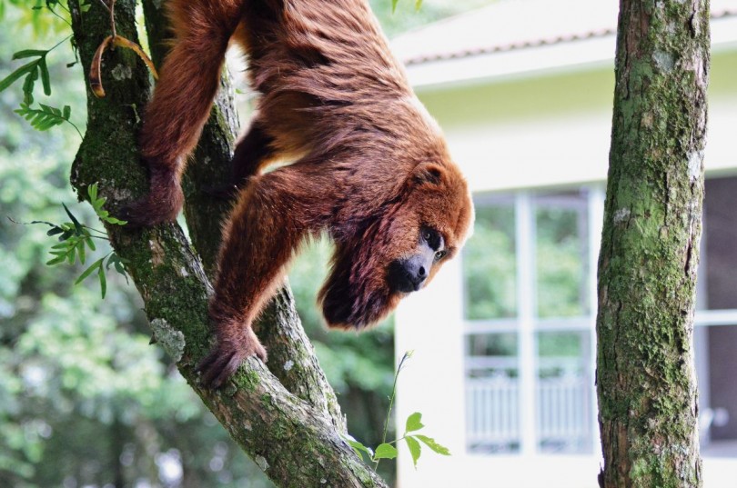 Bugio-Ruivo: Características, Nome Científico, Habitat e Fotos – Mundo ...
