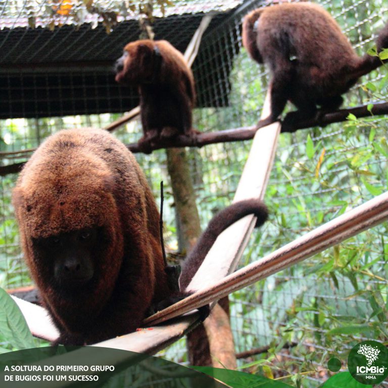 Bugio-Ruivo: Características, Nome Científico, Habitat e Fotos – Mundo ...