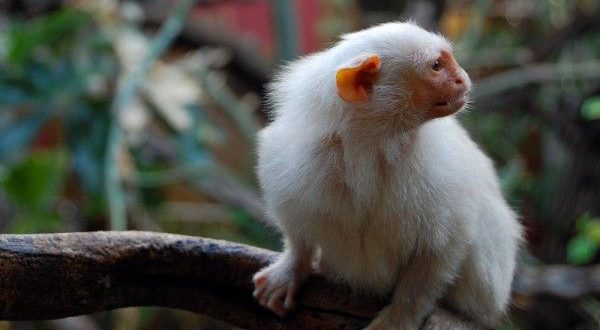 Mico Leucippe: Características, Nome Científico e Fotos | Mundo Ecologia