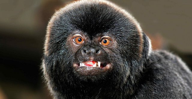 Soim-Preto, Mico-Preto Ou Taboqueiro: Nome Científico E Imagens | Mundo Ecologia