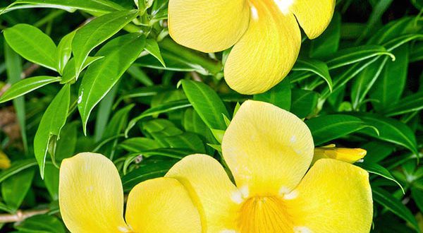 Mini Alamanda: Tamanho, Diferenças Para a Comum e Fotos | Mundo Ecologia