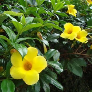 Mini Alamanda: Tamanho, Diferenças Para a Comum e Fotos | Mundo Ecologia