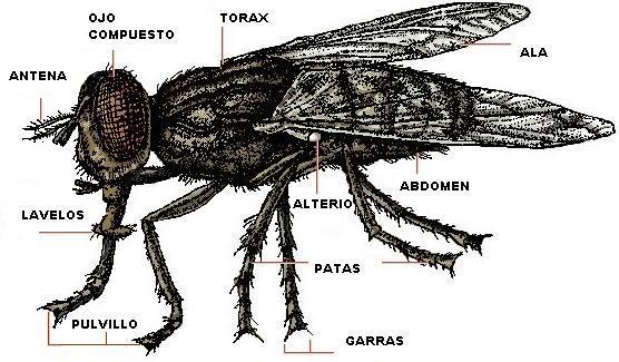 Qual é a Função da Mosca na Natureza? Para que ela Serve? | Mundo Ecologia