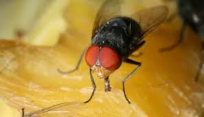 Qual é a Função da Mosca na Natureza? Para que ela Serve? | Mundo Ecologia