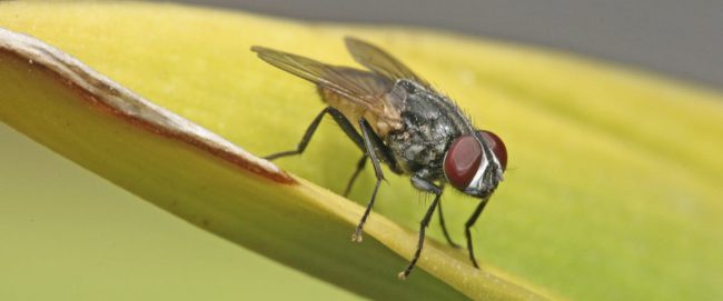 Lista Dos Tipos De Moscas: Espécies Grandes E Pequenas, Fotos | Mundo ...