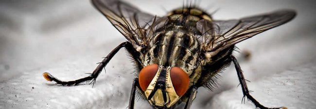 Lista Dos Tipos De Moscas: Espécies Grandes E Pequenas, Fotos | Mundo ...