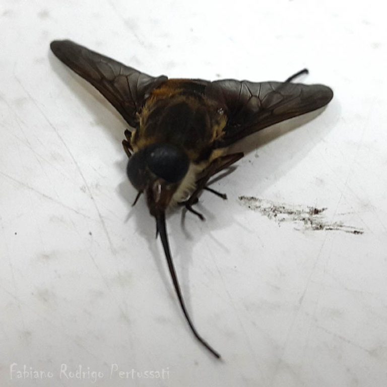 Mosca Mutuca de Cavalo: Curiosidades, O Que Atrai e Imagens – Mundo ...