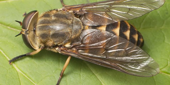 Mosca Mutuca de Cavalo: Curiosidades, O Que Atrai e Imagens | Mundo ...