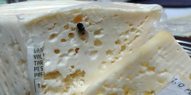 Mosca-do-Queijo: Características, Como Evitar, Habitat e Fotos | Mundo ...