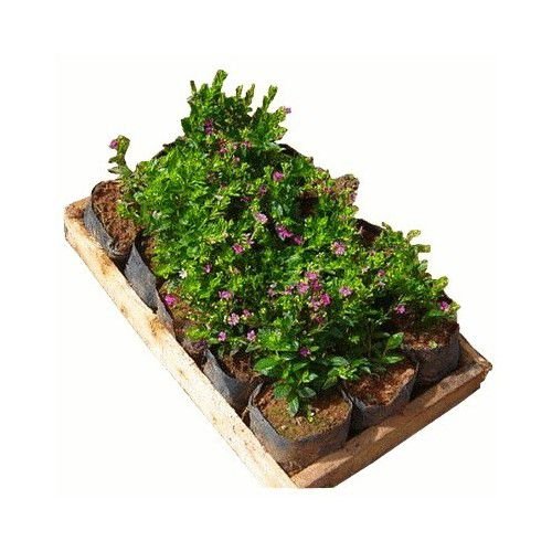 Tudo Sobre a Falsa-Érica: Características, Nome Cientifico e Fotos ...