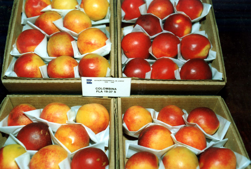 Nectarina: Características, Muda e Fotos | Mundo Ecologia