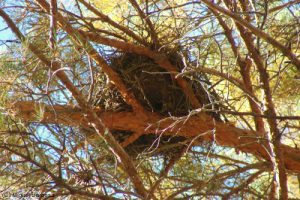 Esquilo Distribuição Geográfica no Brasil e no Mundo | Mundo Ecologia