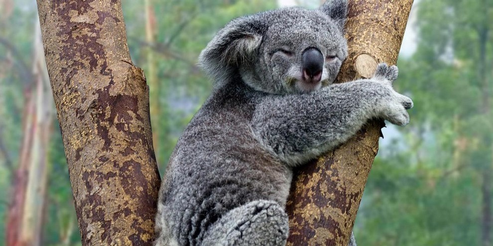 O Coala Está Extinto: Qual O Status de Preservação Desse Animal ...