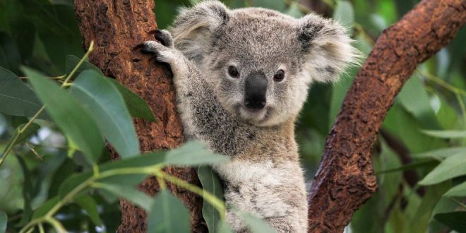 O Coala Está Extinto: Qual O Status De Preservação Desse Animal ...