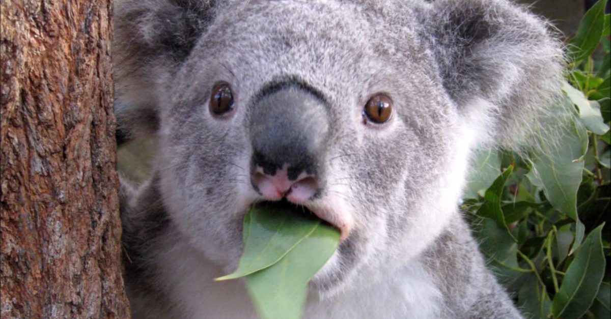 O Coala Está Extinto: Qual O Status De Preservação Desse Animal ...