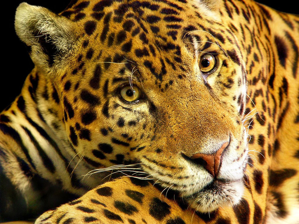 Qual é o Nome Popular da Onça? Nome do Marido da Onça? – Mundo Ecologia