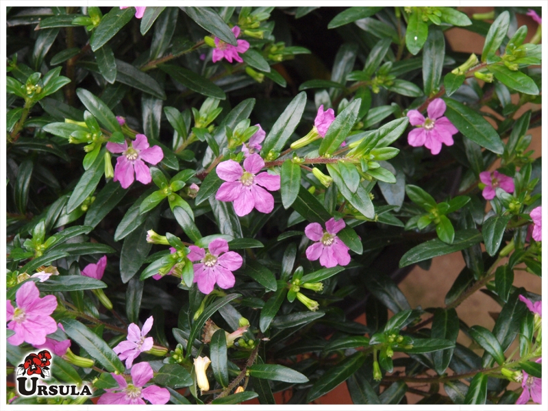 Falsa-Érica: Preço, Como Comprar e Onde Comprar – Mundo Ecologia