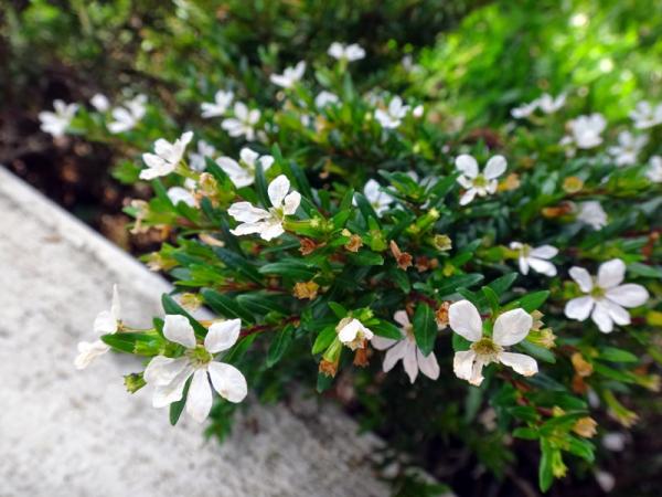 Falsa-Érica: Preço, Como Comprar e Onde Comprar – Mundo Ecologia