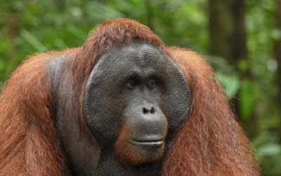 Orangotango Branco Existe? Fotos, Curiosidades e Habitat | Mundo Ecologia
