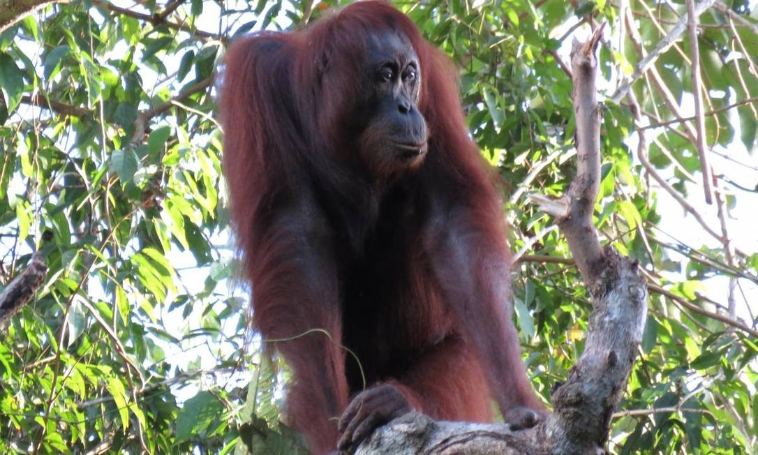 Orangotango Branco Existe? Fotos, Curiosidades e Habitat | Mundo Ecologia