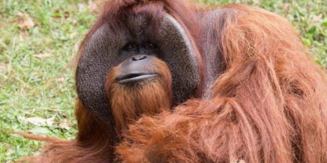 Historia do Orangotango e Origem do Animal | Mundo Ecologia