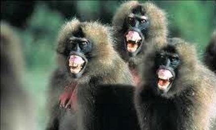 Comportamento do Babuíno, Hábitos e Modo de Vida do Animal – Mundo Ecologia