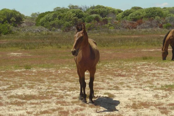 Raça de Pônei Basuto: Características, História, Origem e Fotos | Mundo ...