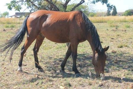 Raça de Pônei Basuto: Características, História, Origem e Fotos | Mundo ...