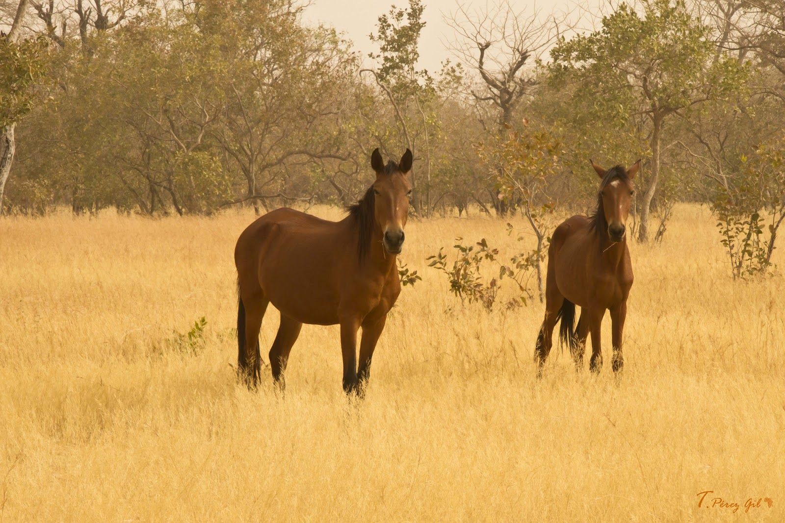 Raça de Pônei Basuto: Características, História, Origem e Fotos | Mundo ...