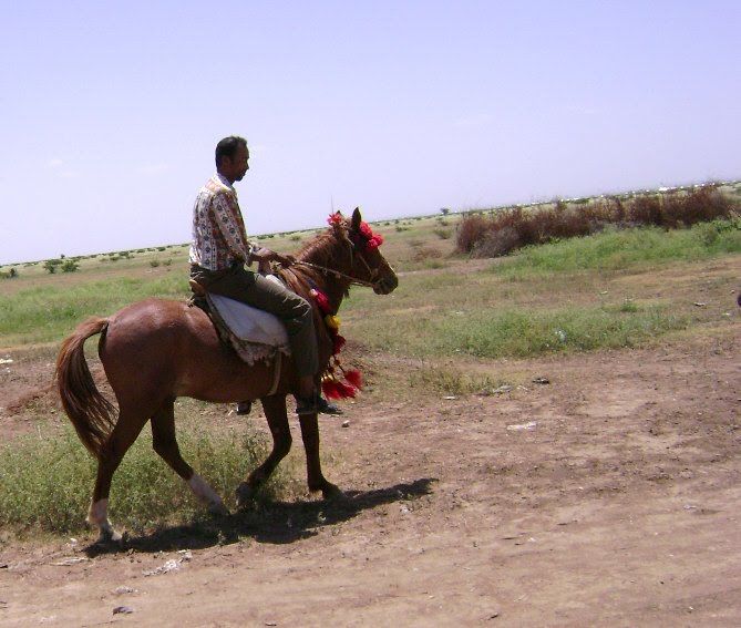 Raça de Pônei Basuto: Características, História, Origem e Fotos | Mundo ...