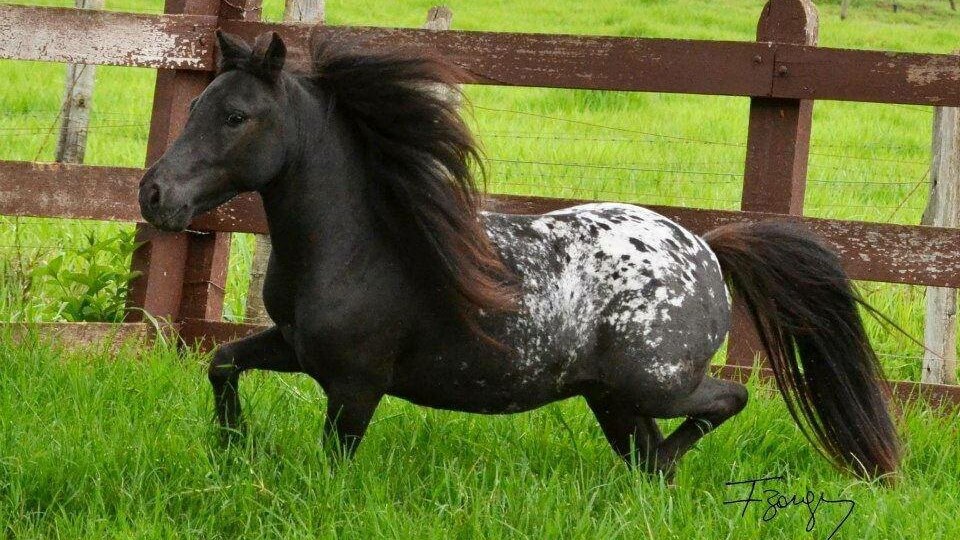 O que São Pôneis: Características, História e Raças | Mundo Ecologia