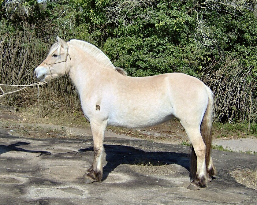 O que São Pôneis: Características, História e Raças | Mundo Ecologia