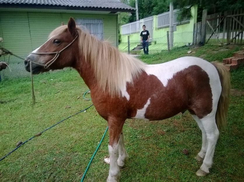 O que São Pôneis: Características, História e Raças | Mundo Ecologia