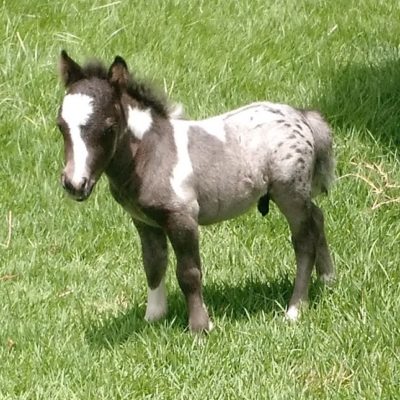 O que São Pôneis: Características, História e Raças | Mundo Ecologia