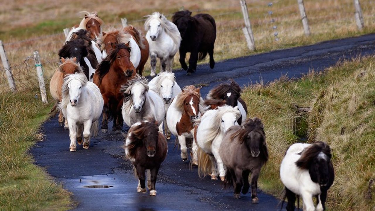Pônei De Hucul Ou Carpathian: Características, Origem E Fotos – Mundo ...