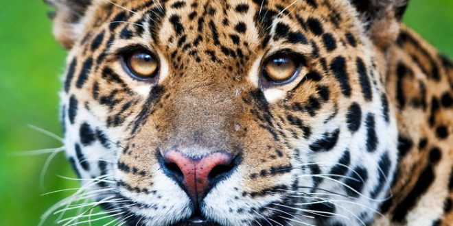 Qual é o Nome Popular da Onça? Nome do Marido da Onça? | Mundo Ecologia