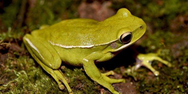 Comportamento da Perereca, Hábitos e Modo de Vida do Animal | Mundo ...