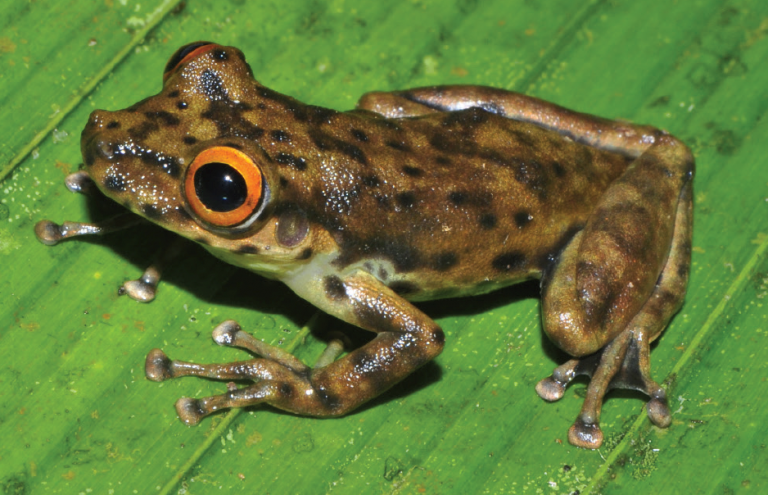 Alimentação da Perereca: O Que Elas Comem? | Mundo Ecologia