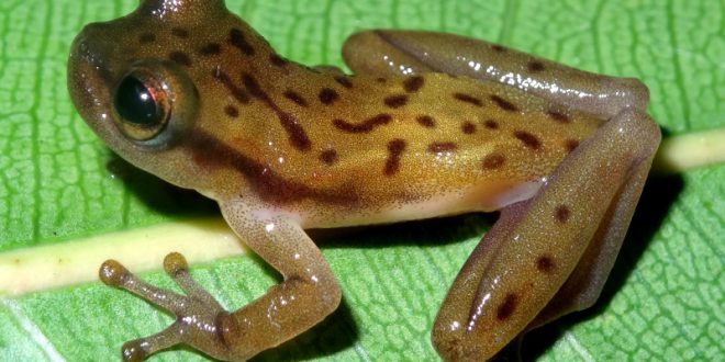 Ciclo de vida da Perereca: Quantos Anos Elas Vivem? | Mundo Ecologia