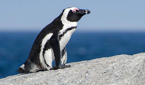 Pinguim Africano: Características, Nome Científico e Fotos | Mundo Ecologia
