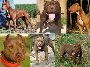 Pit Bull: Cores Raras e Tipos Mais Diferentes da Raça | Mundo Ecologia