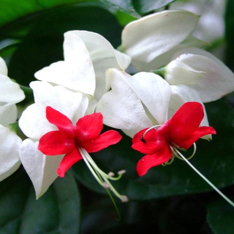 Significado da Planta Lágrima de Cristo: Qual é? | Mundo Ecologia