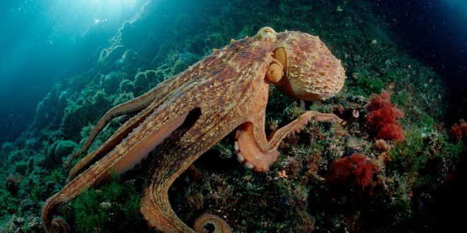 História do Polvo e Origem do Animal | Mundo Ecologia