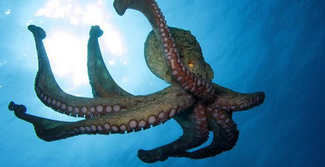 Polvo do Mar: Características, Nome Científico, Origem e Fotos | Mundo ...