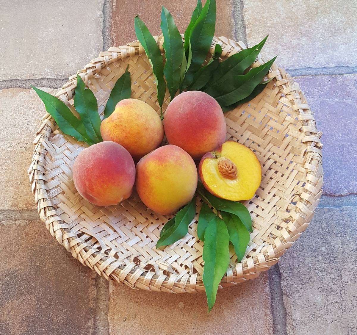 Nectarina: Características, Muda e Fotos | Mundo Ecologia